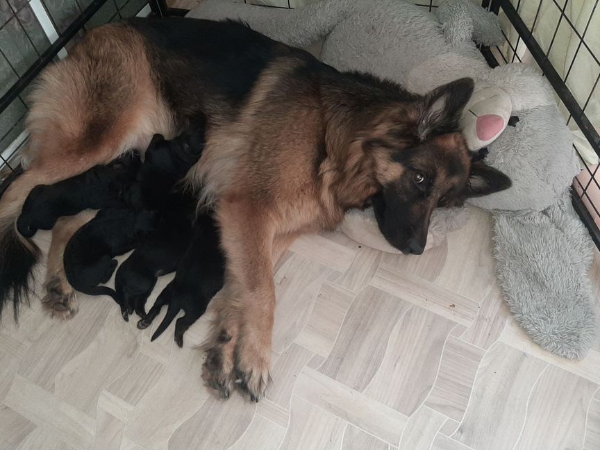 Щенки немецкой овчарки