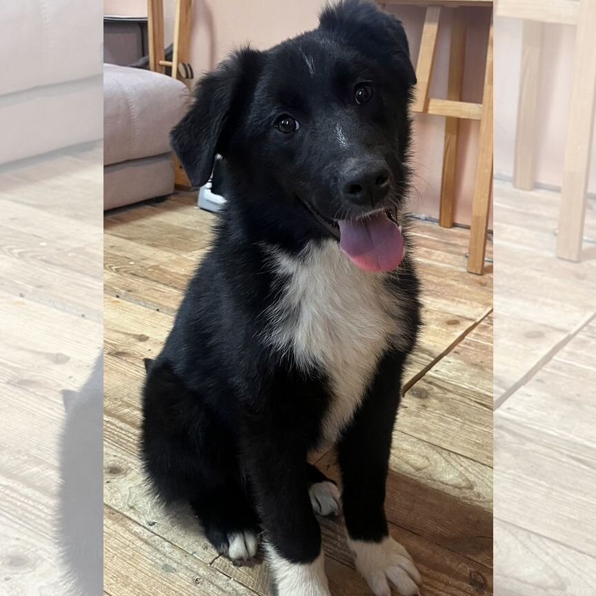 Лайка, щенок