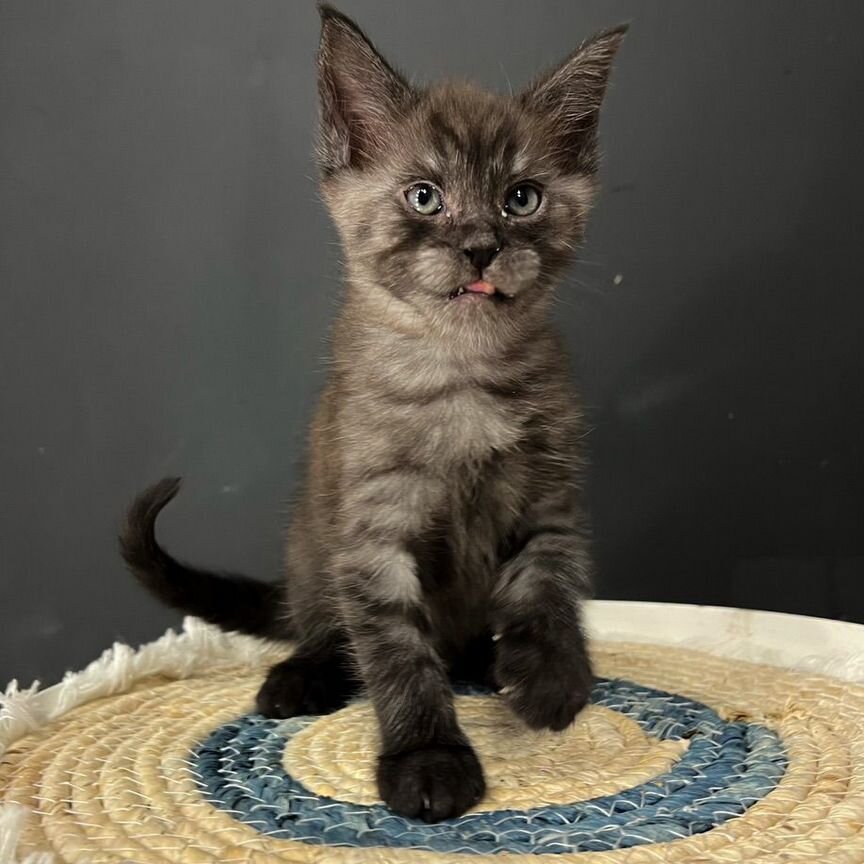 Мейн-кун котёнок