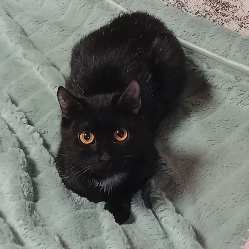 Котёнок