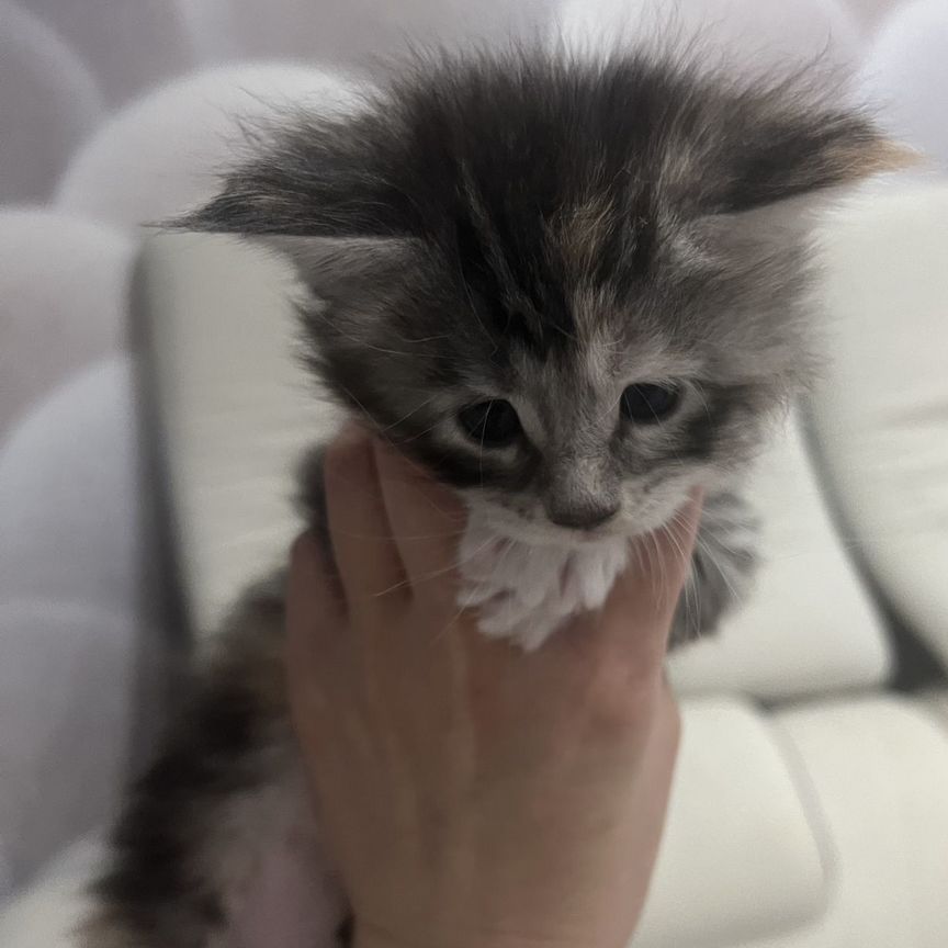 Мейн-кун котёнок