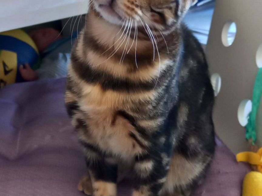 Бенгальская кошка