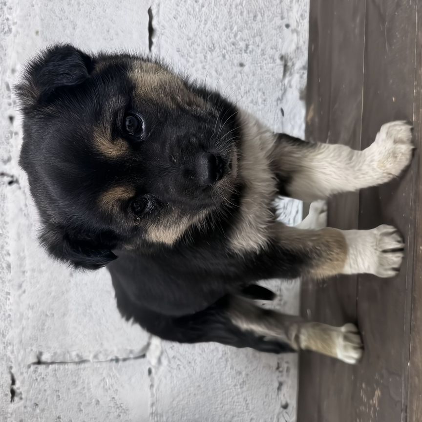 Щенок в добрые руки