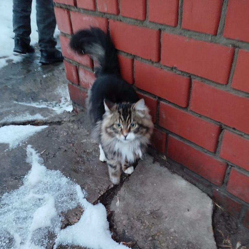 Котенок в добрые руки