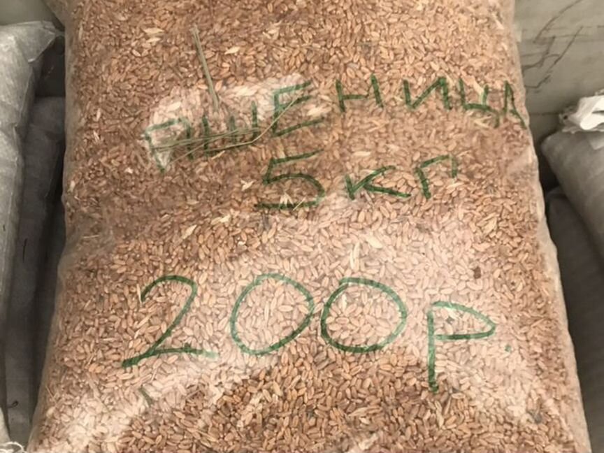 Пшеница фасовка 5 кг