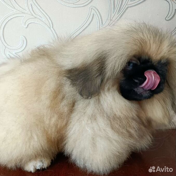 Щенки пекинеса москва и московская область