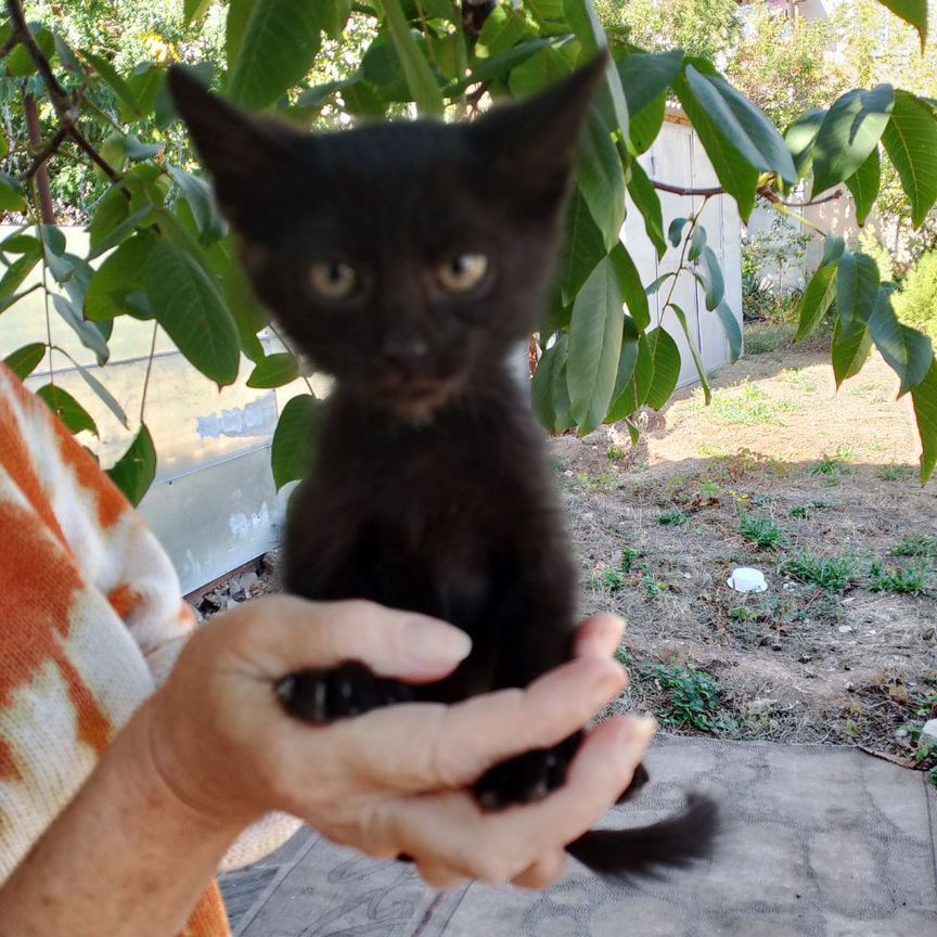Выброшенный котенок-мальчик ищет дом