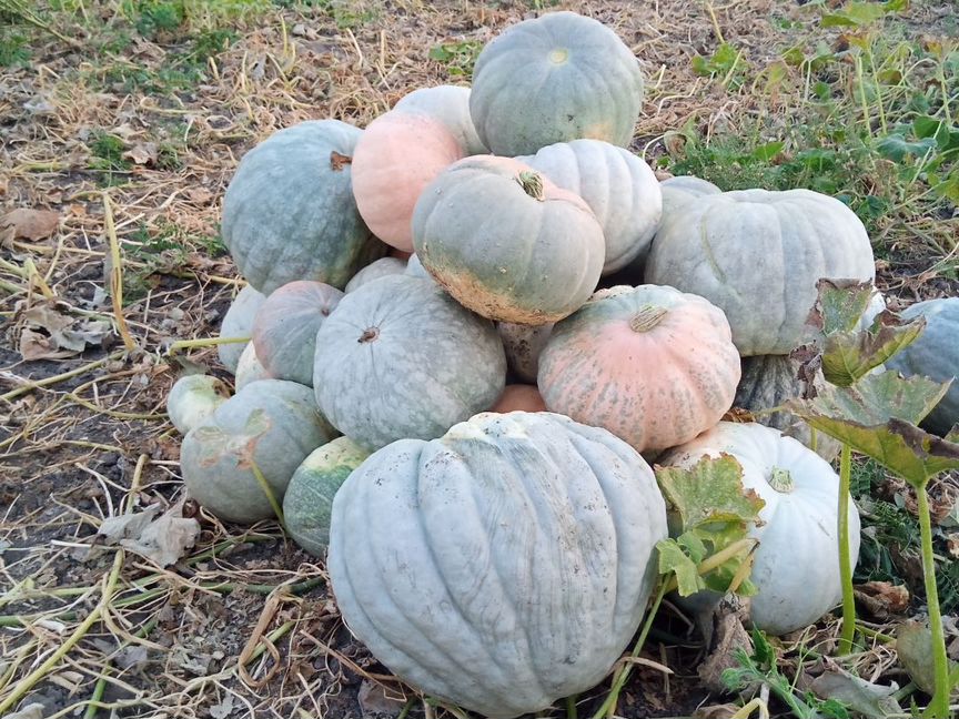 Тыква кормовая