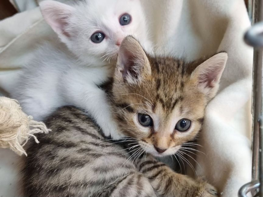 Кошка
