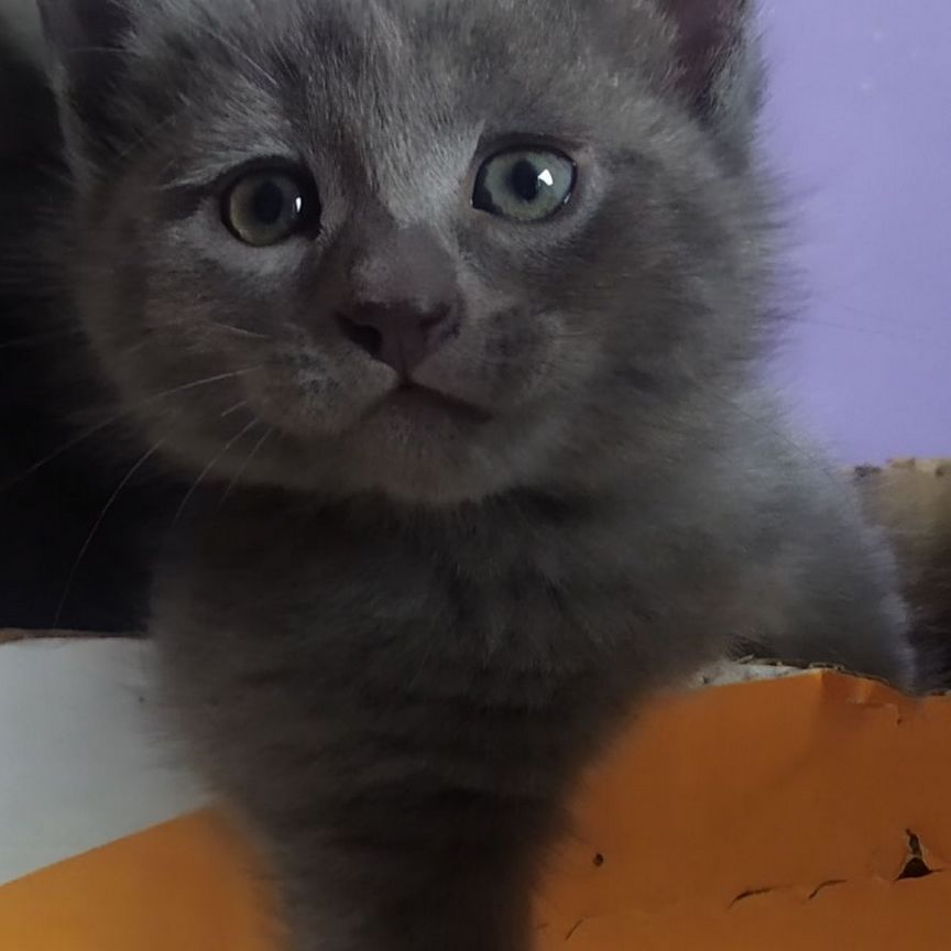 Котик
