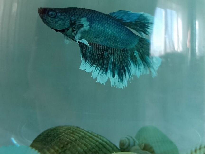 Аквариумные рыбки петушок