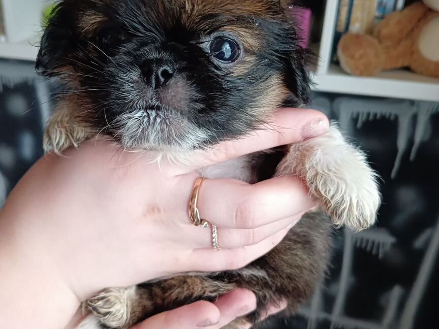 Пекинесочка