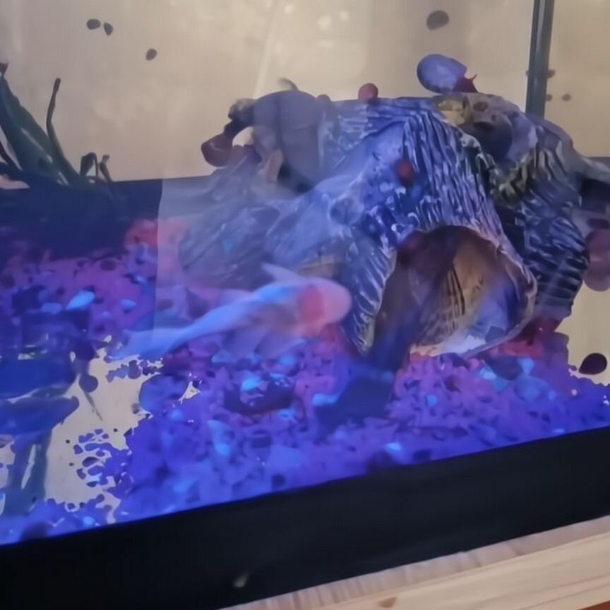 Сом для аквариума