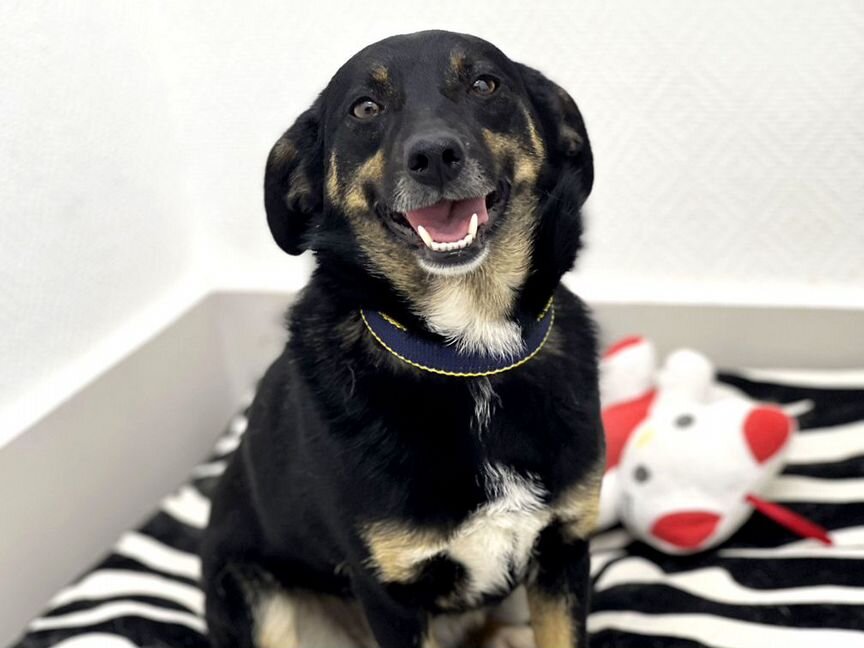 Маленькая Мила в добрые руки