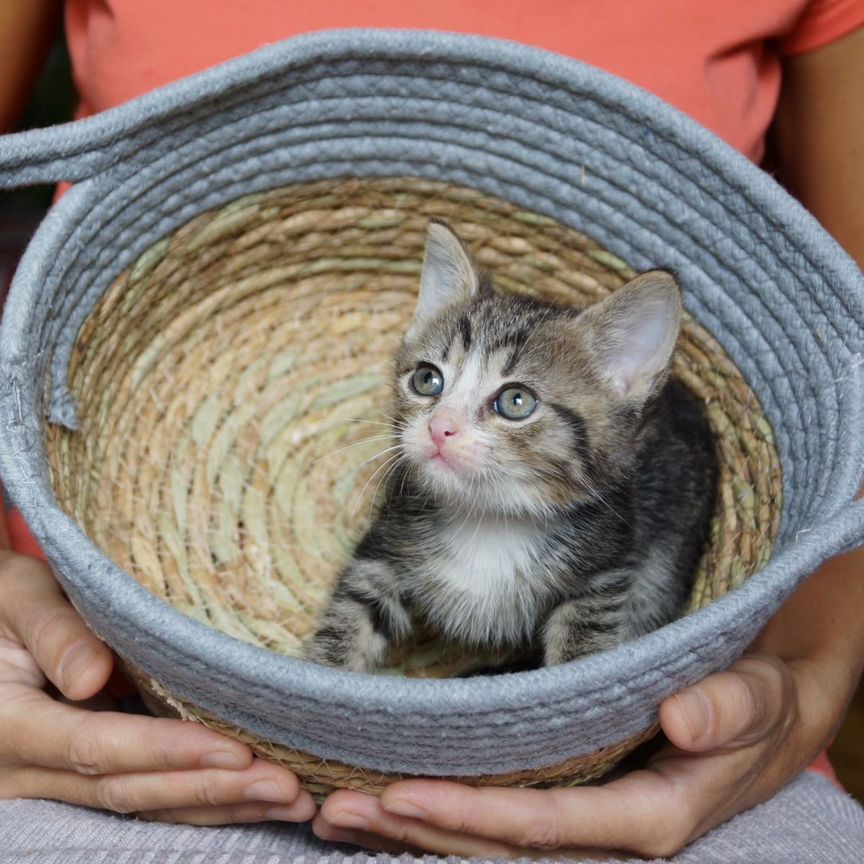 Котёнок девочка