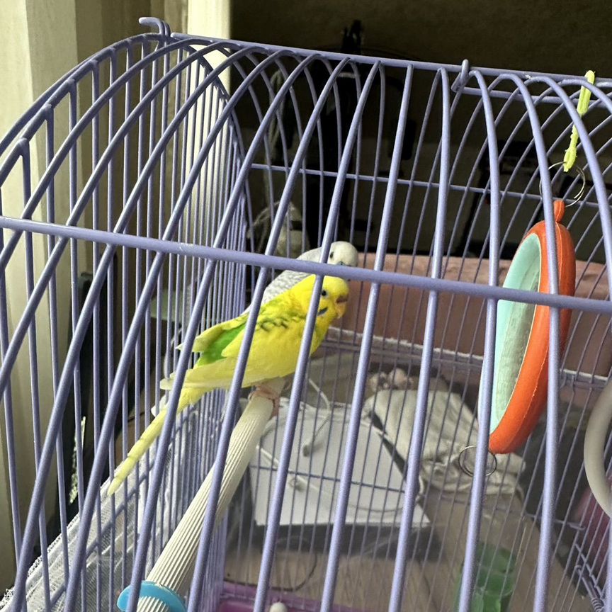Волнистый попугай с клеткой