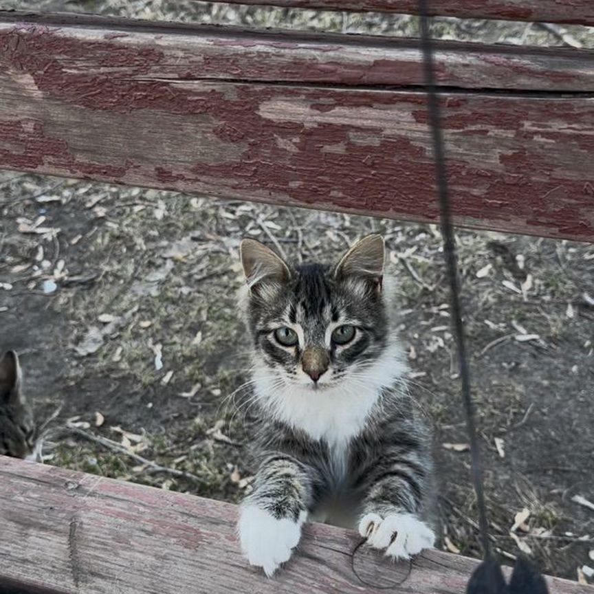 Котята