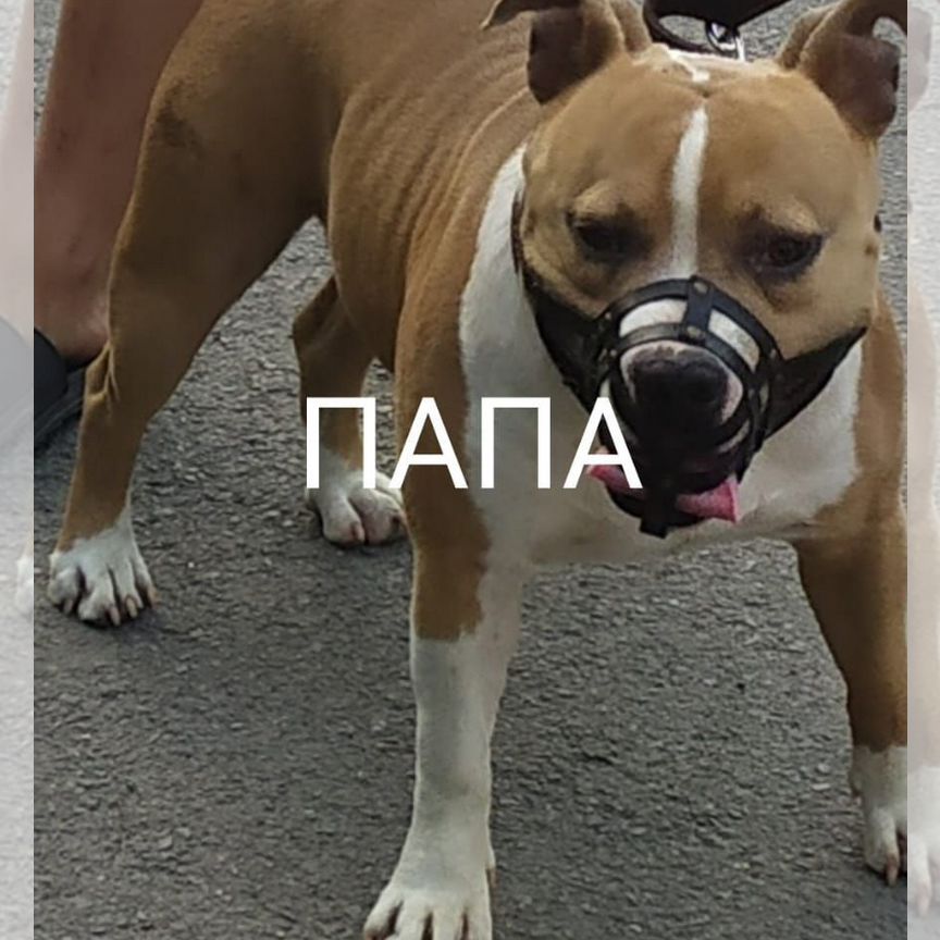 Амстафф щенки