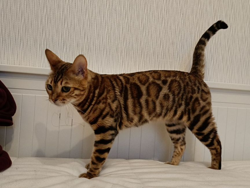 Бенгальская кошка стерилизованная