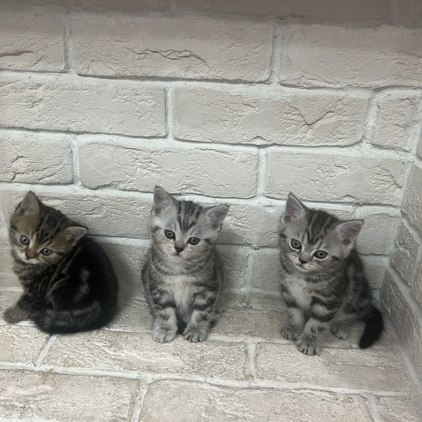 Шотландские прямоухие котята