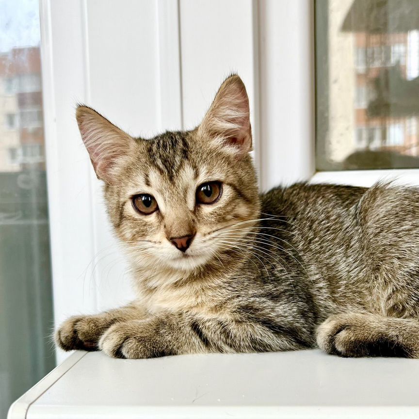 Котенок Шарлотта яркая девочка в добрые руки
