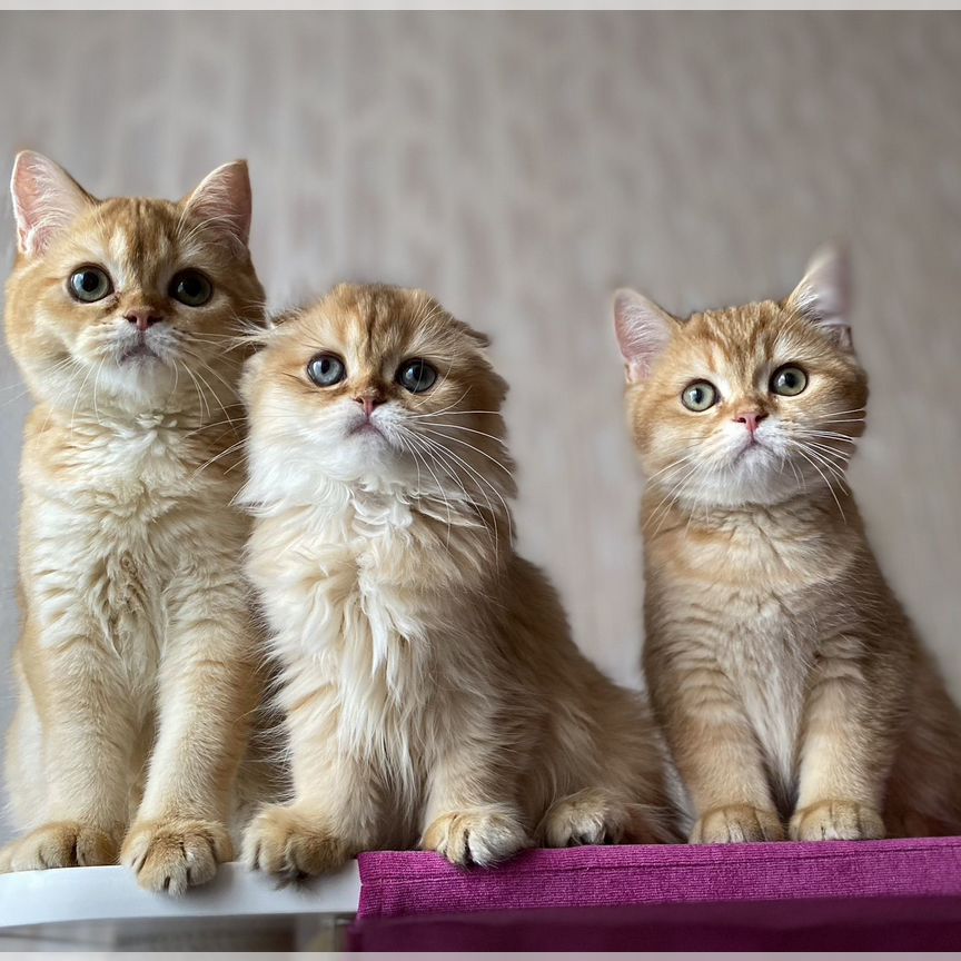 Шоколадные котята