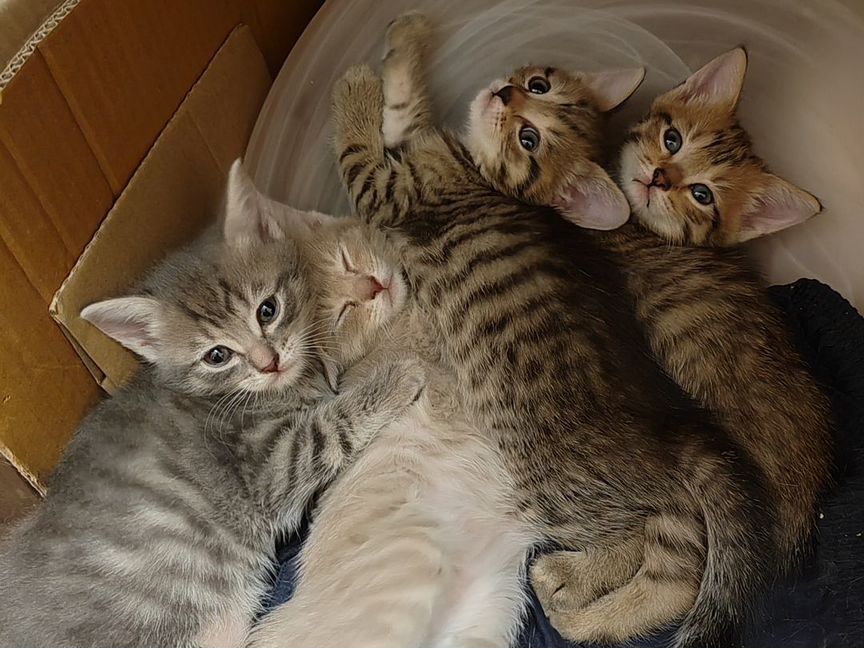 Отдадим котят в добрые руки