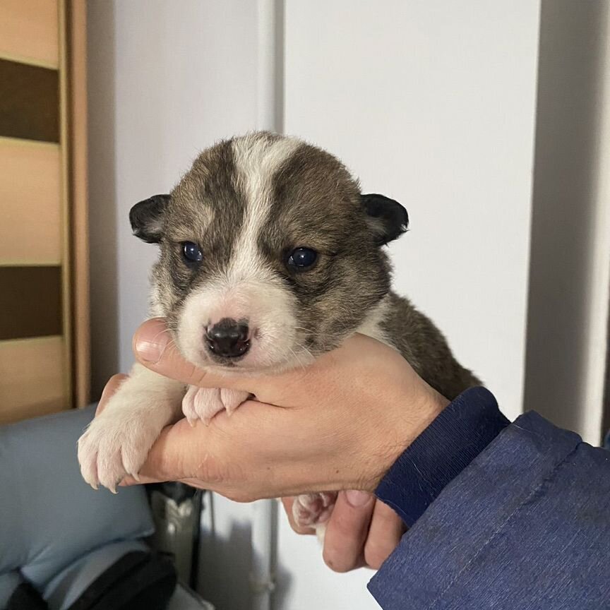 Щенок в добрые руки бесплатно