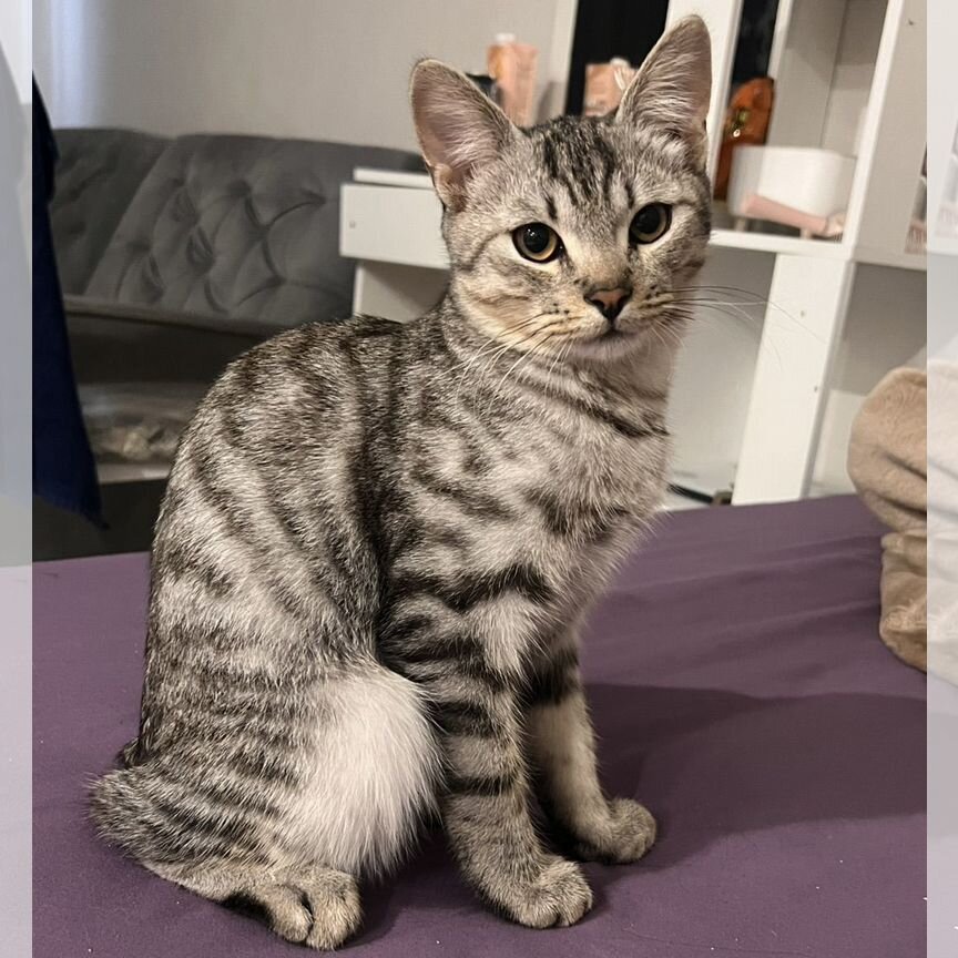 Кот