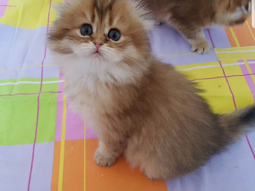 Шотландские хайленд и скоттиш