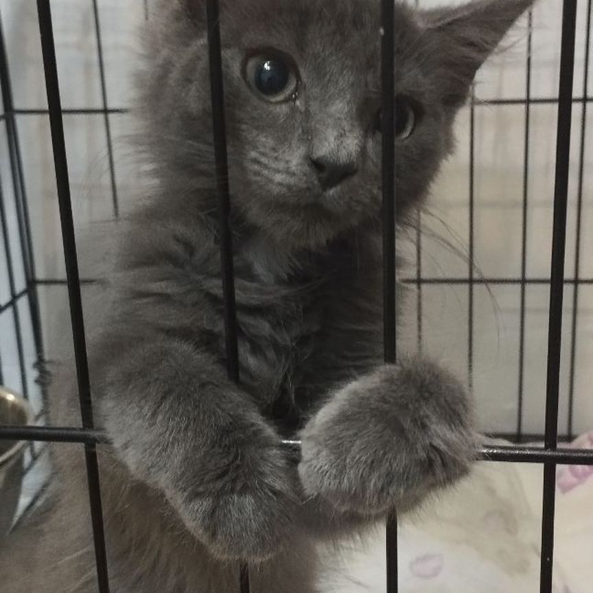 Смоки котик 2 мес