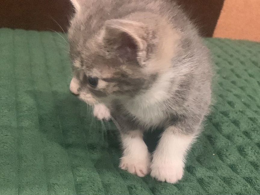 Отдам котят в добрые руки Турецкая ангора