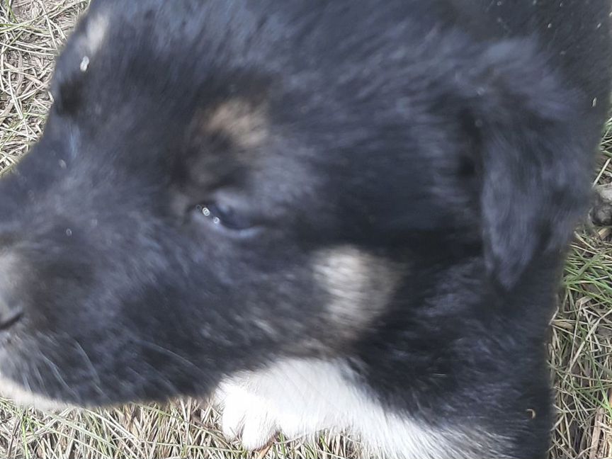 Щенок в добрые руки бесплатно