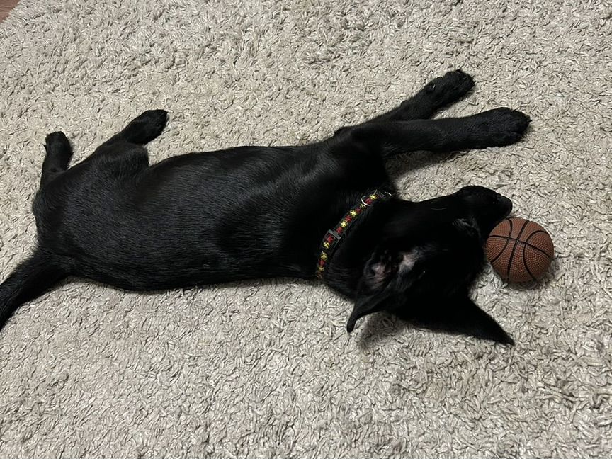 Отдам в добрые руки