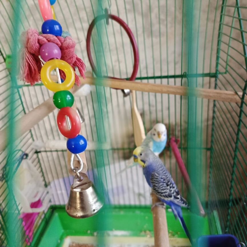 Волнистый попугай с клеткой