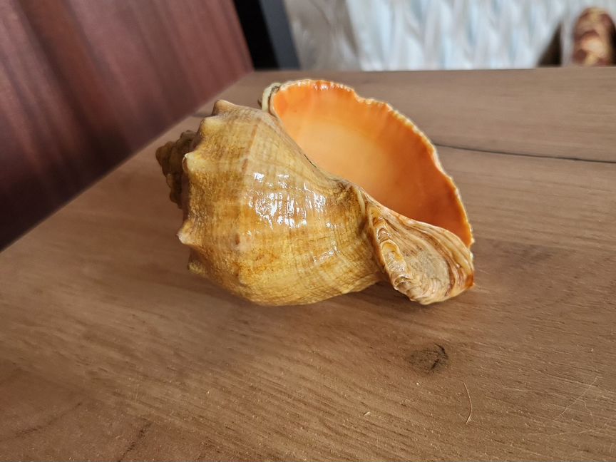 Морская ракушка