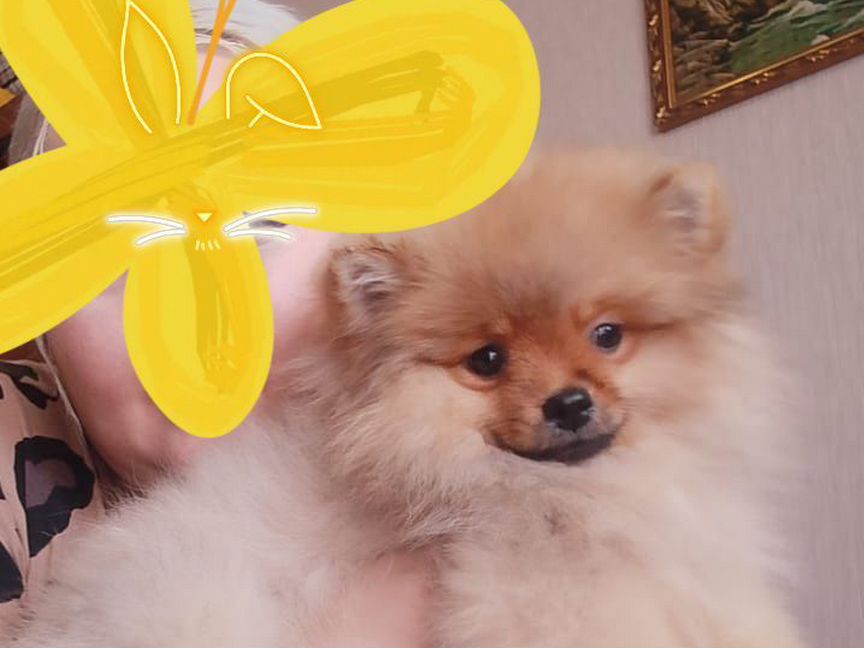 Померанский шпиц медвежьего типа щенки