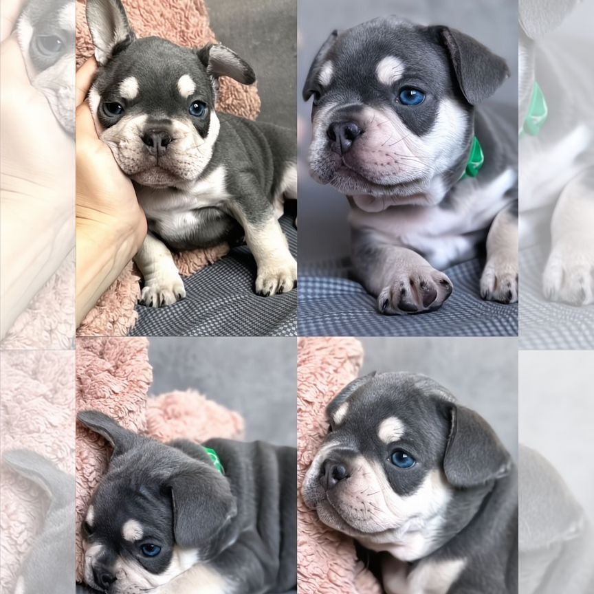 Французский бульдог, щенок