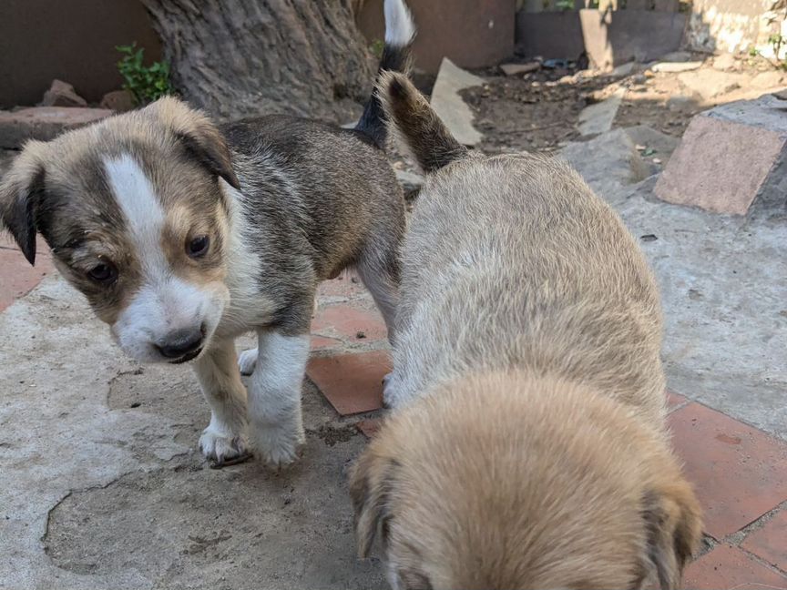 Щенки в добрые руки