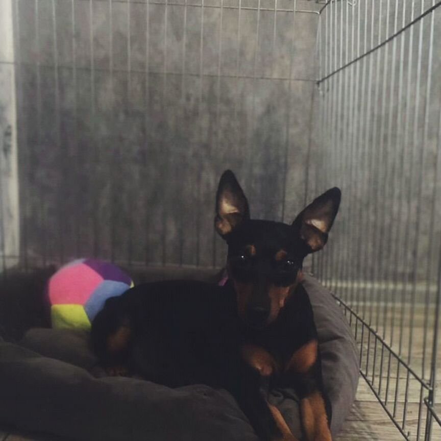 Щенки цвергпинчера