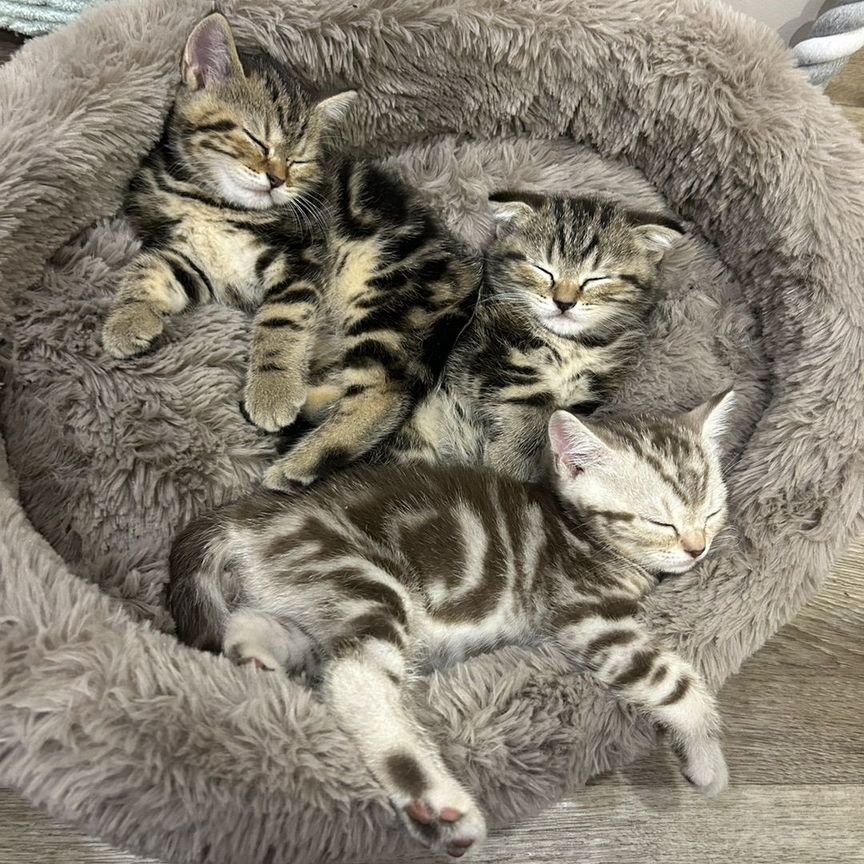 Шотландские котята