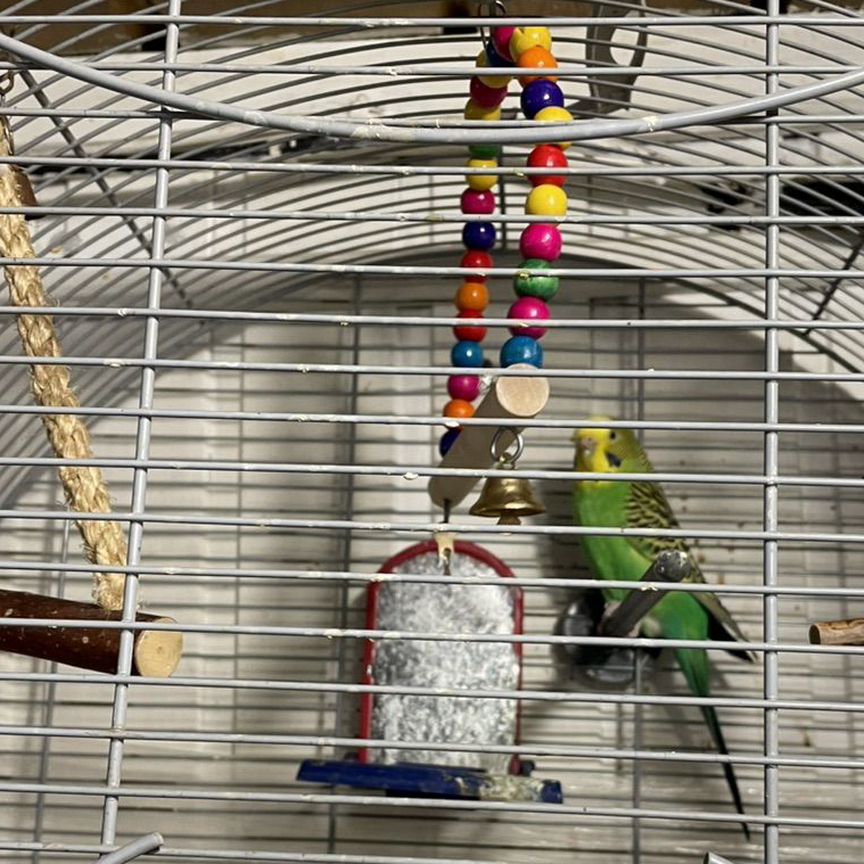 Волнистый попугай с клеткой