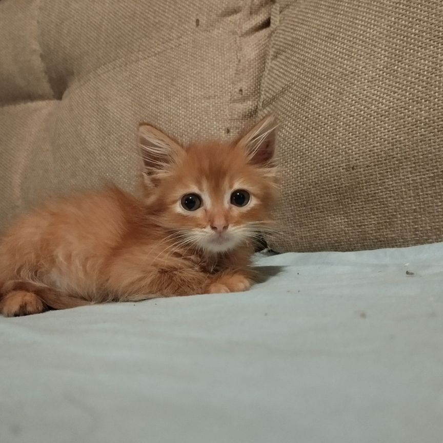 Котик рыжий маленький в добрые руки