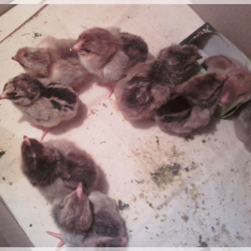 Кучинские Юбилейные цыплята