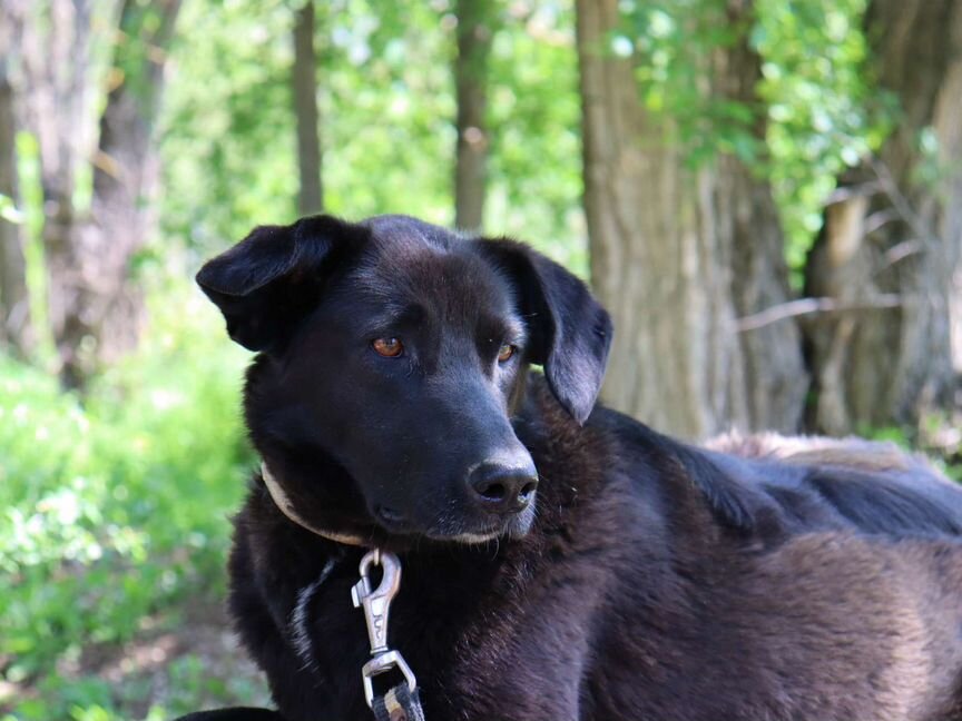 Нора в добрые руки