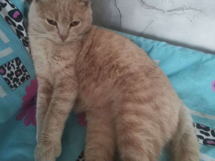 У котика умер хозяин