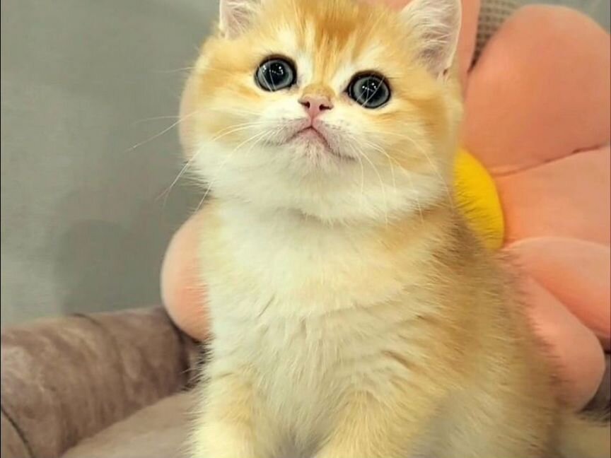 Британская золотая шиншилла