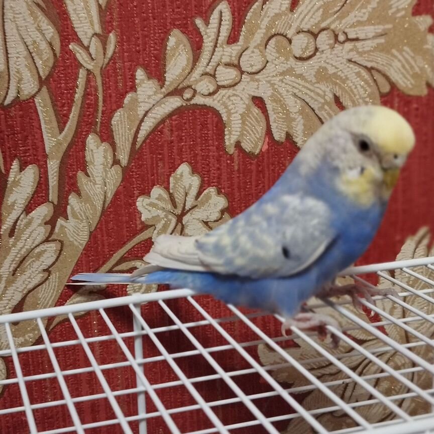 Волнистый попугай девочка