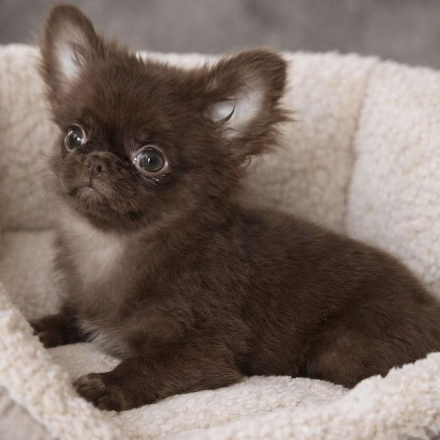 Чихуахуа, щенок