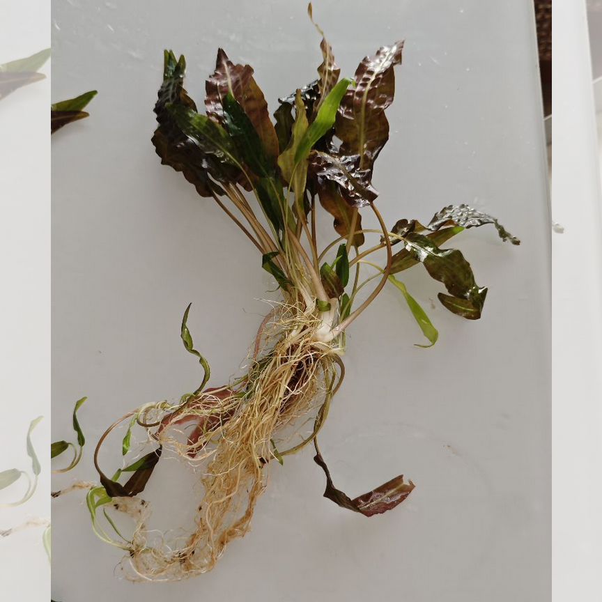 Аквариумные растения криптокарина